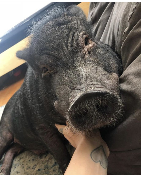 Notorious PIG in Lodi, NJ - Pig Placement Network