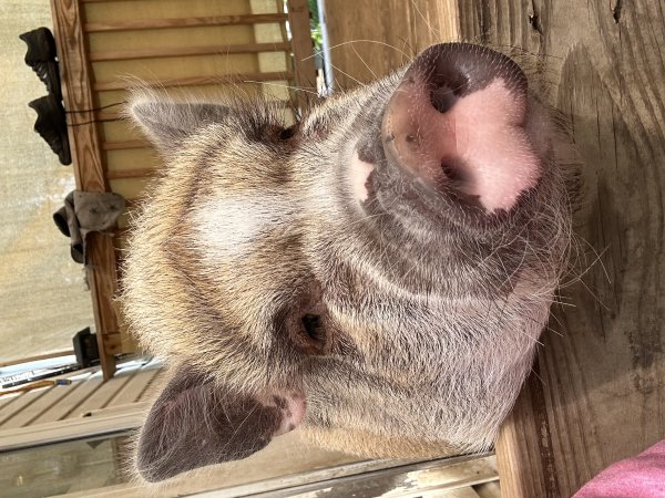 Duke in Greensboro, NC - Pig Placement Network