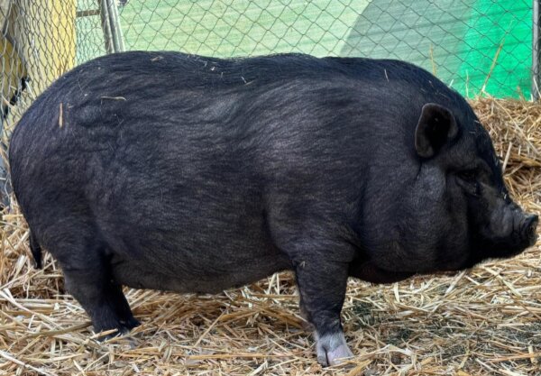 Canyon Country Stray - Kali in Canyon Country, CA - Pig Placement Network