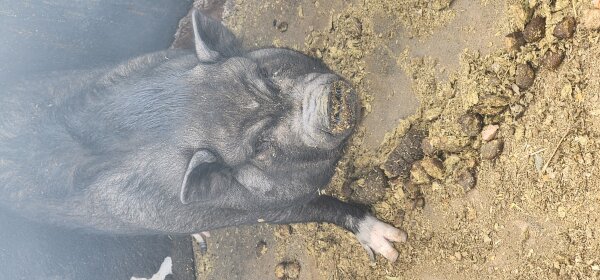 Canyon Country Stray - Kali in Canyon Country, CA - Pig Placement Network