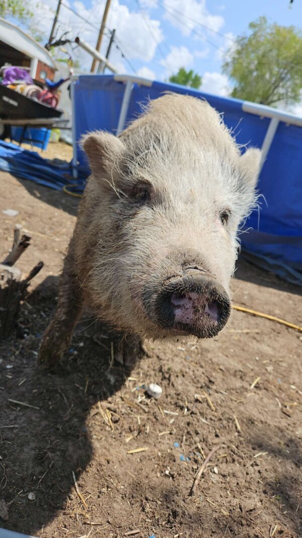 Darla Jean in Tooele, UT - Pig Placement Network