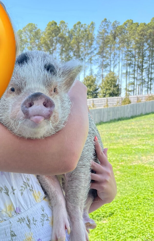 Ellie in Youngsville, NC - Pig Placement Network