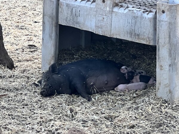 Penelope & Piglet in Plymouth, CA - Pig Placement Network