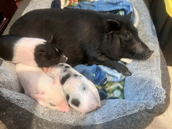 Penelope & Piglet in Plymouth, CA - Pig Placement Network