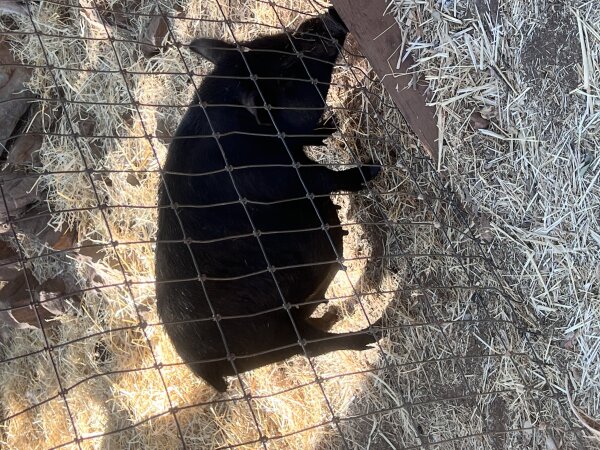 Penelope & Piglet in Plymouth, CA - Pig Placement Network