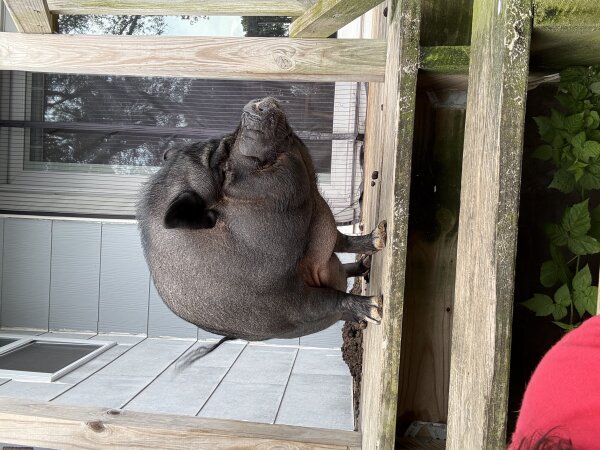 Amelia in West Babylon, NY - Pig Placement Network